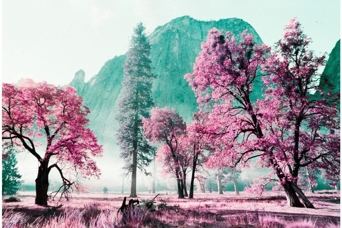 Lomochrome Purple Film Results: Using Pink and Blue Glass Filters